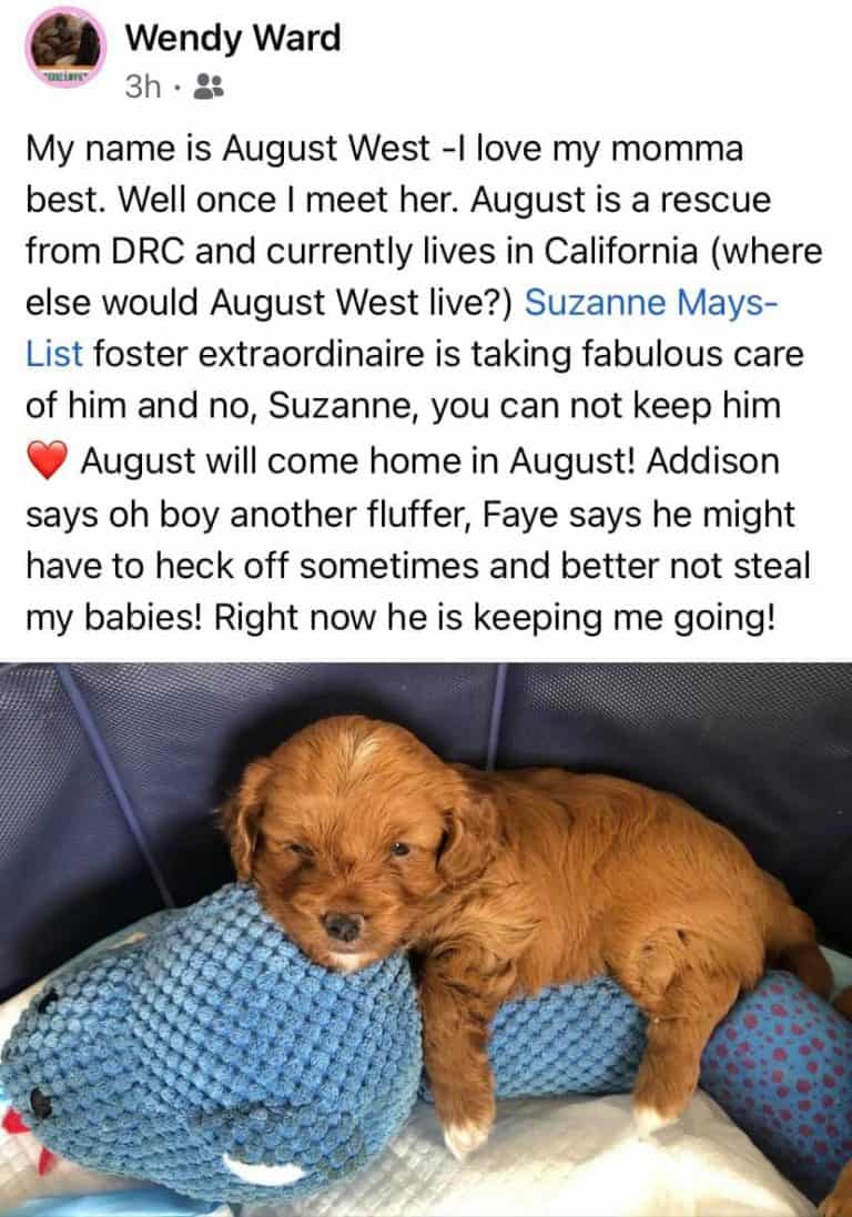 5 Best Goldendoodle Rescue Centers To Adopt From (2021 Updated) - Almost Home Rescue