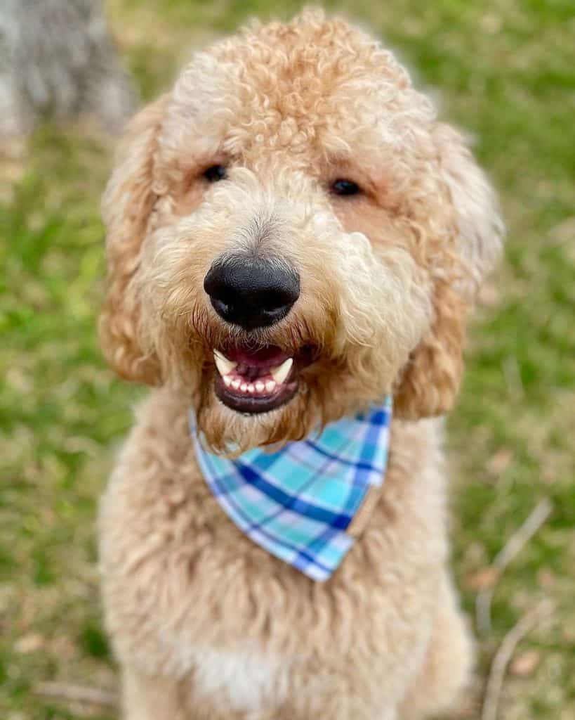5 Best Goldendoodle Rescue Centers To Adopt From (2021 Updated ...