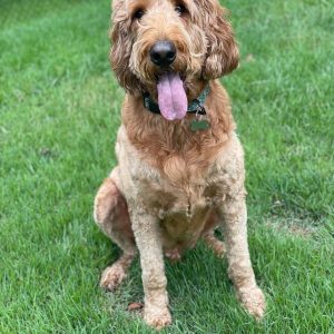 5 Best Goldendoodle Rescue Centers To Adopt From (2026 Updated ...