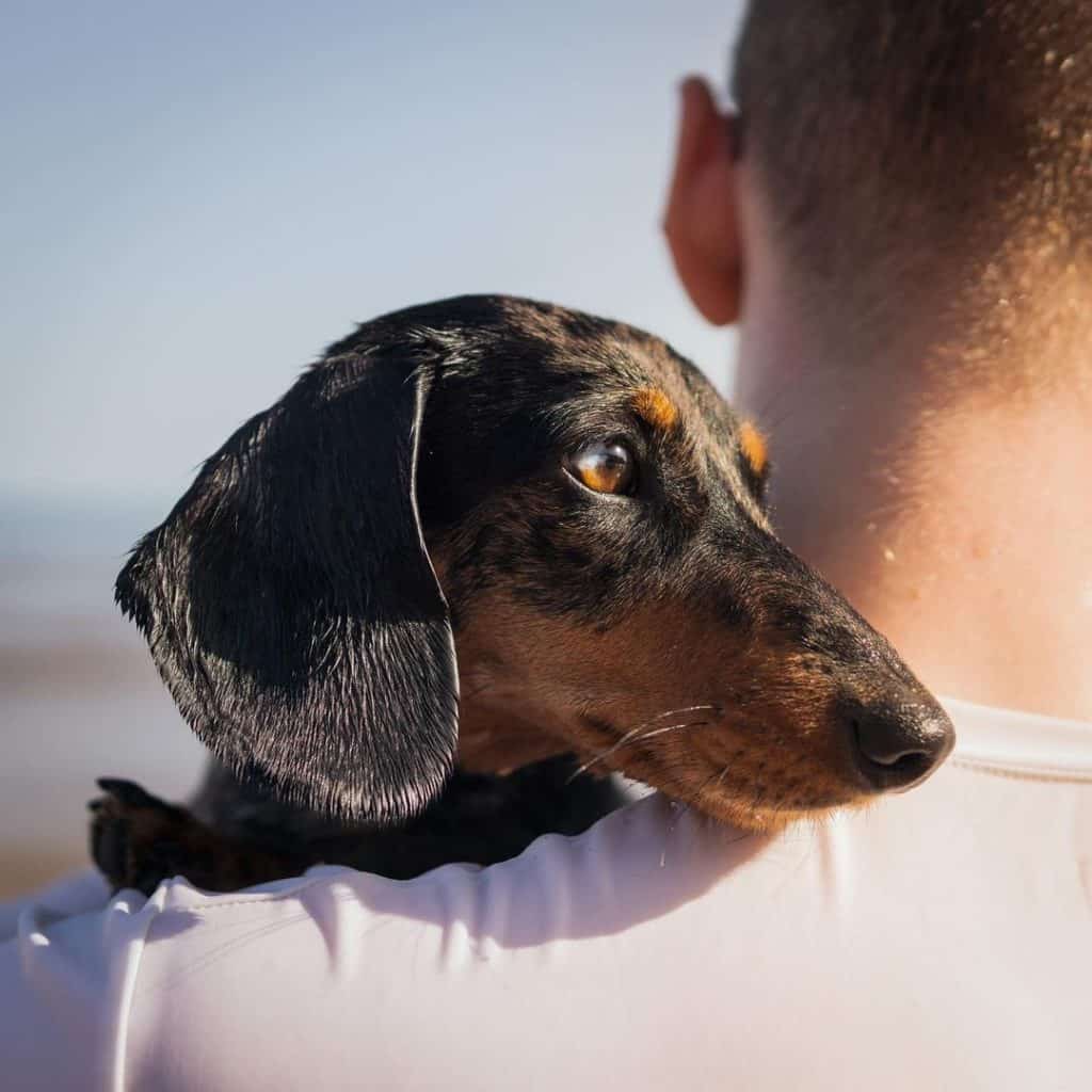 Dachshund Rescue: What to Expect and 14 Places to Find Them - Almost ...