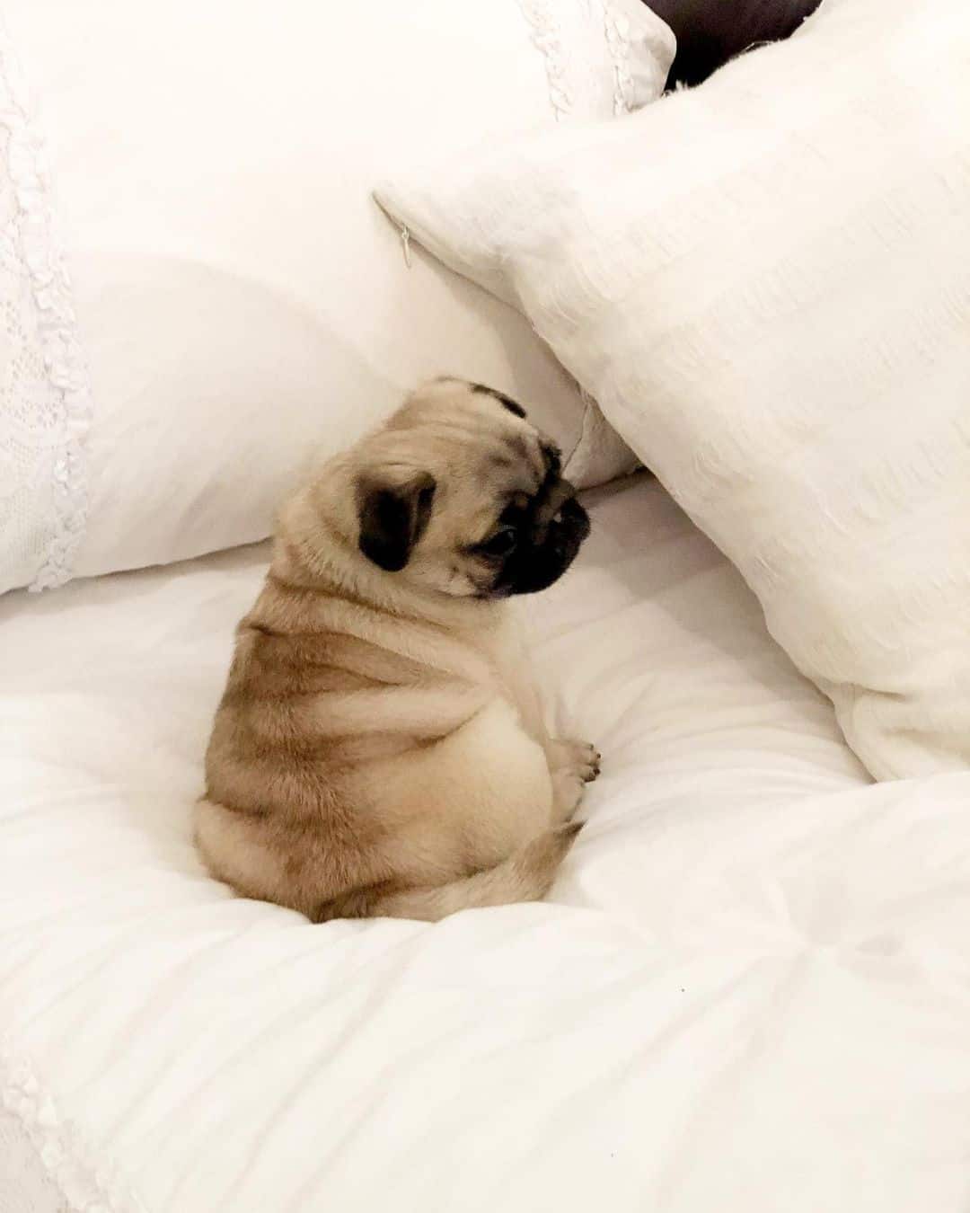 10 Dog Breeds That Never Grow Up: These Dogs Stay Small Their Whole ...
