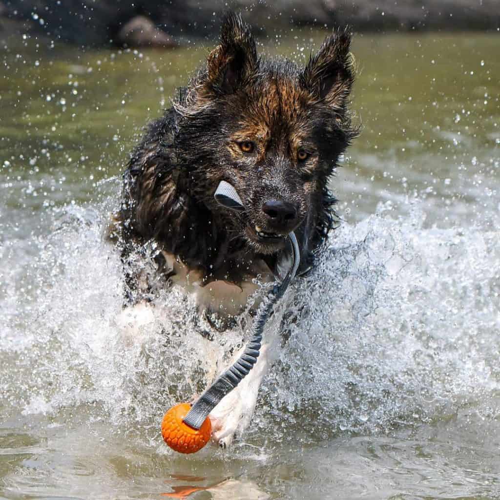 German Shepherd Rescue: Where to Find This Gorgeous Dog Breed in ...